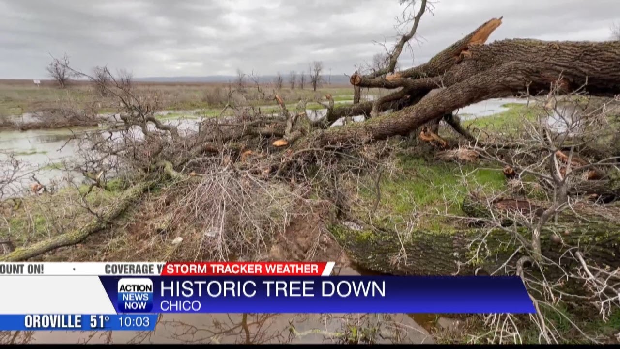 Windy weather knocks down historic Chico tree - YouTube