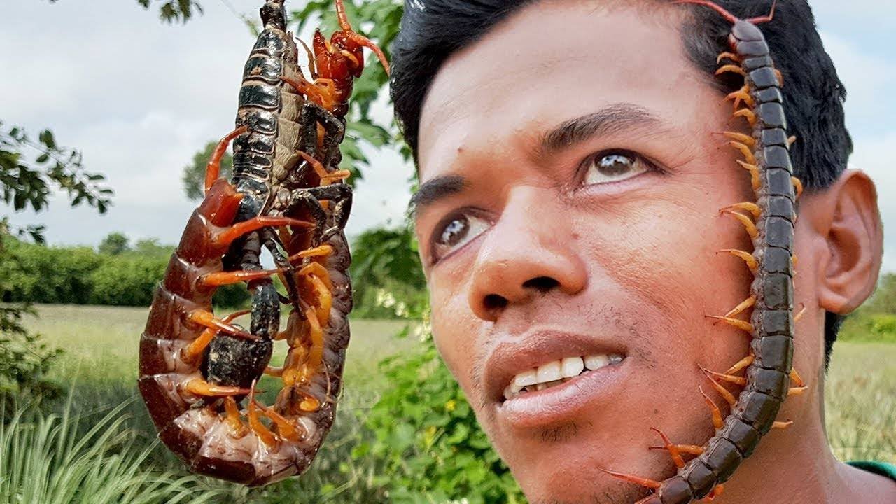 The most terrible insects in the world - YouTube
