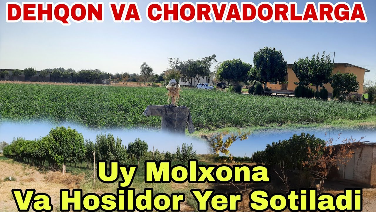 SURXONDARYO ANGORSAVXOZDA HOSILDOR YER MOLXONA VA UYI BILAN SOTILADI ☎️ ...