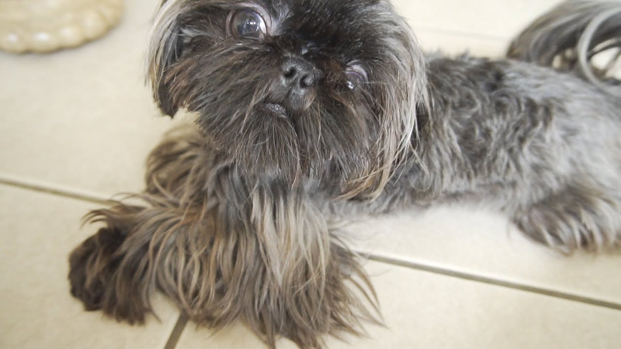 Best Tail Wagging || Shih Tzu - YouTube