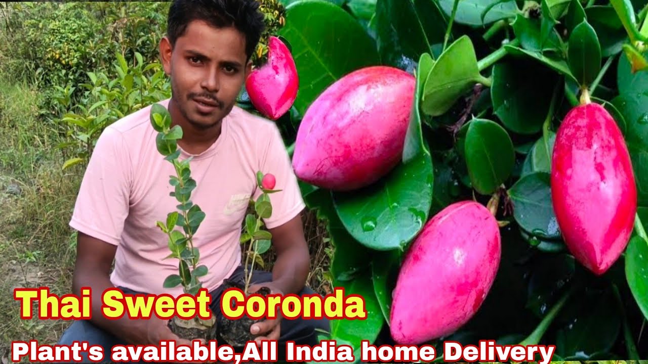 Thai Sweet Coronda Cherry Fruit 🍑 // Plant's available,All India home ...