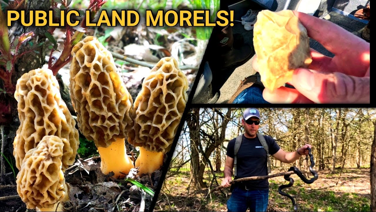 Morel Mushroom Hunting on PUBLIC LAND! (Mushrooms, Native American ...