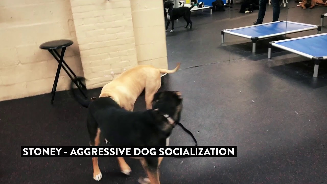 Dog Aggressive Dog Learns How To Play With Others - YouTube