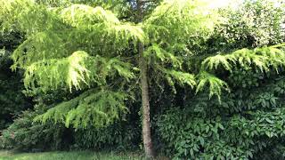 Deodar cedar - trunk & lower canopy - July 2020
