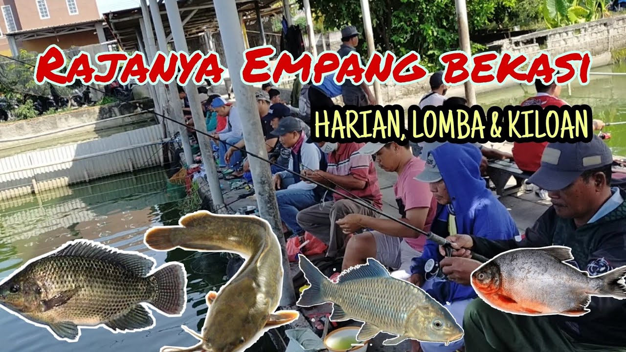 empang mancing harian di bekasi kota | pemancingan Raja - YouTube