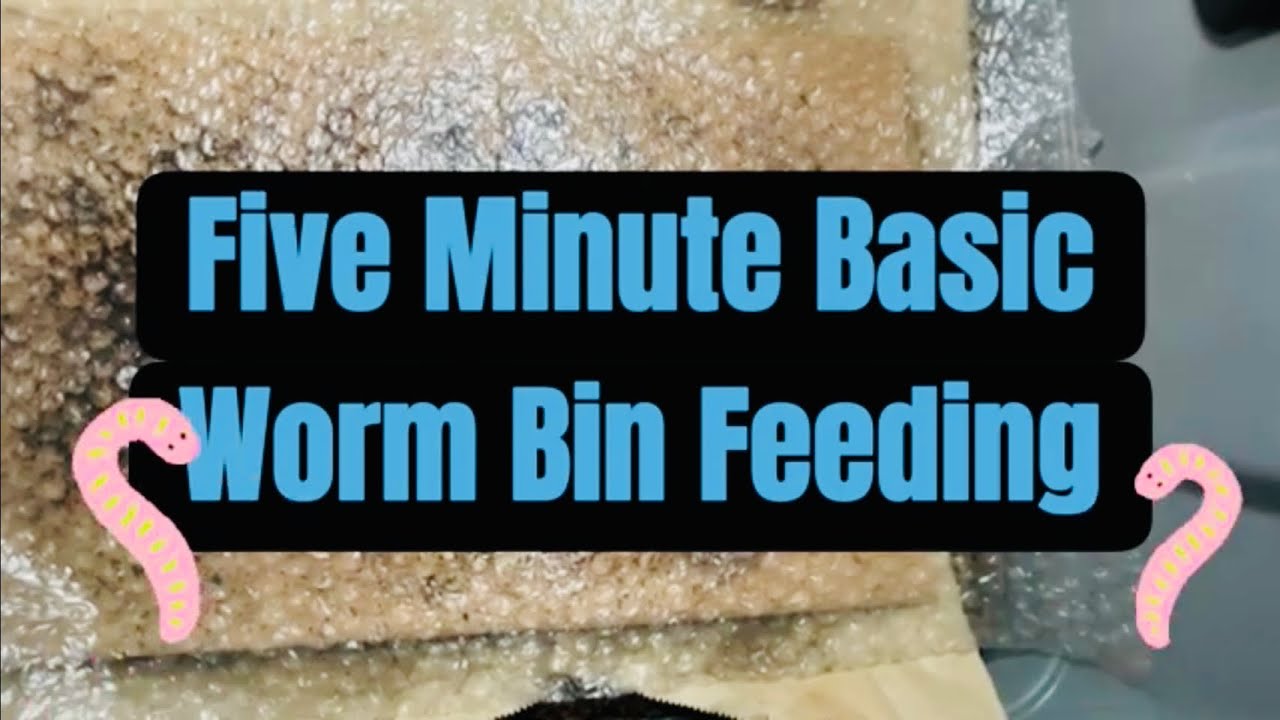 Five Minute Basic Worm Bin Feeding - YouTube