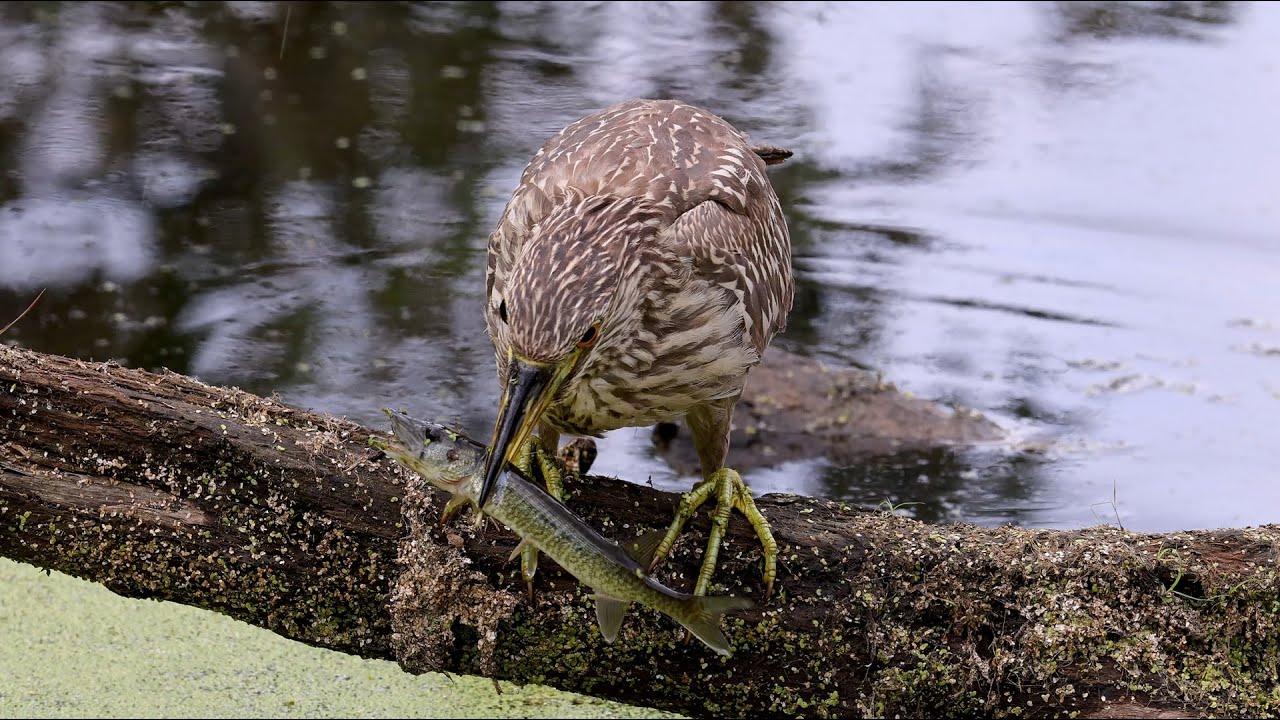 Black-crowned Night Heron Fishing - YouTube