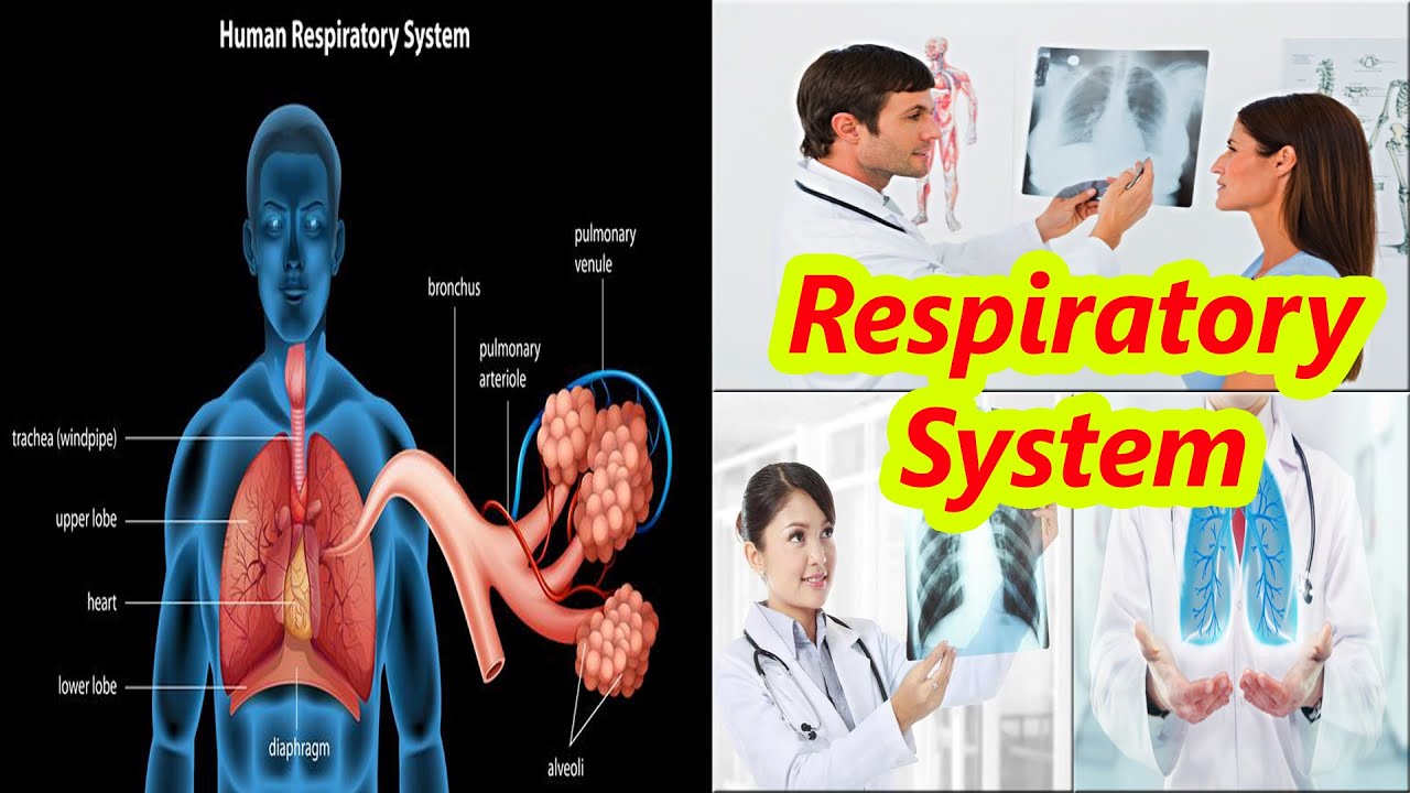 Respiratory System Anatomy | Human Breathing Organs | Lungs Anatomy ...