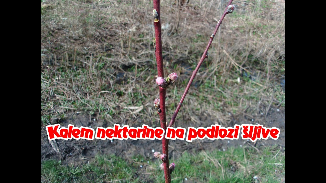 Kalem nektarine na podlozi sljive dzanarike - YouTube