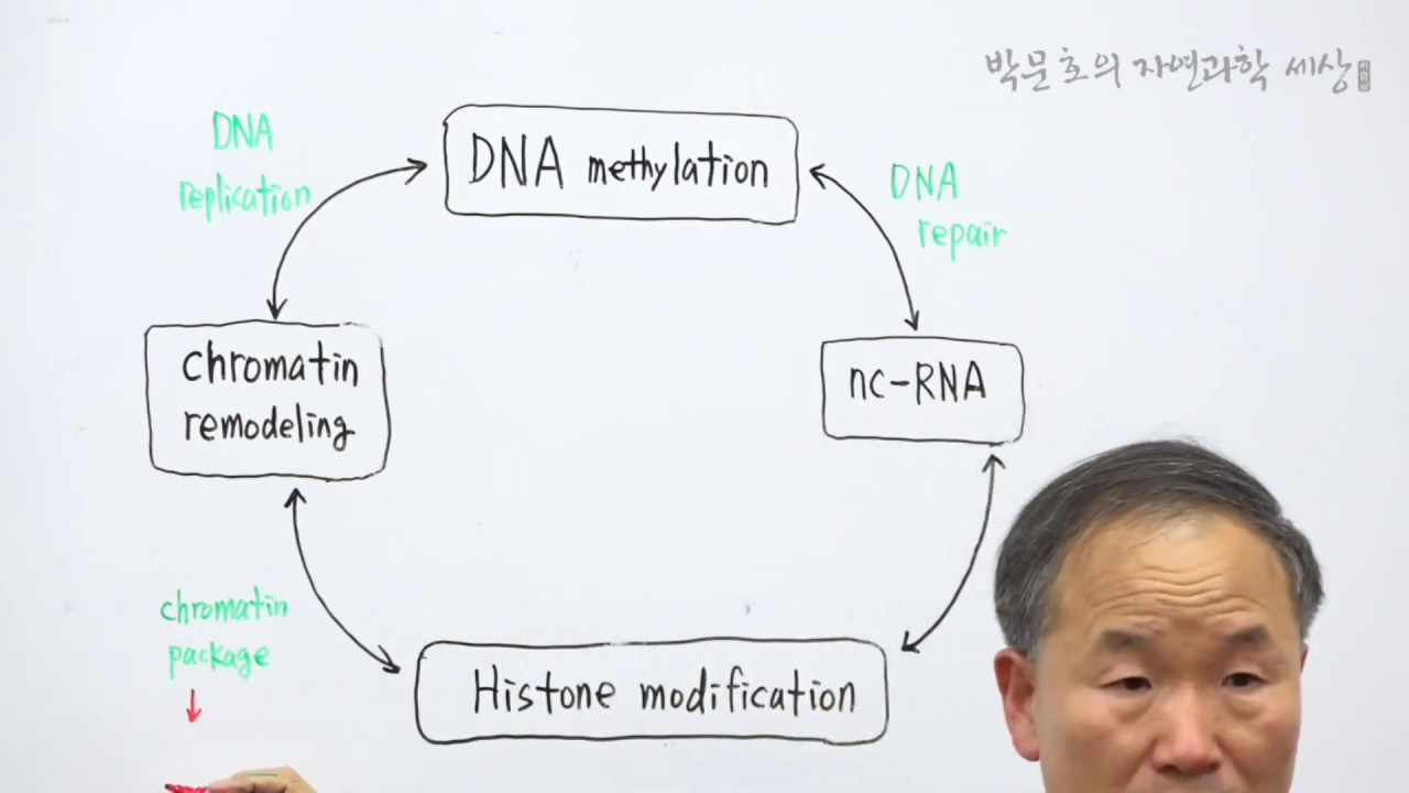 24.Chromatin remodeling + Histone modification=Chromatin package(hetero ...