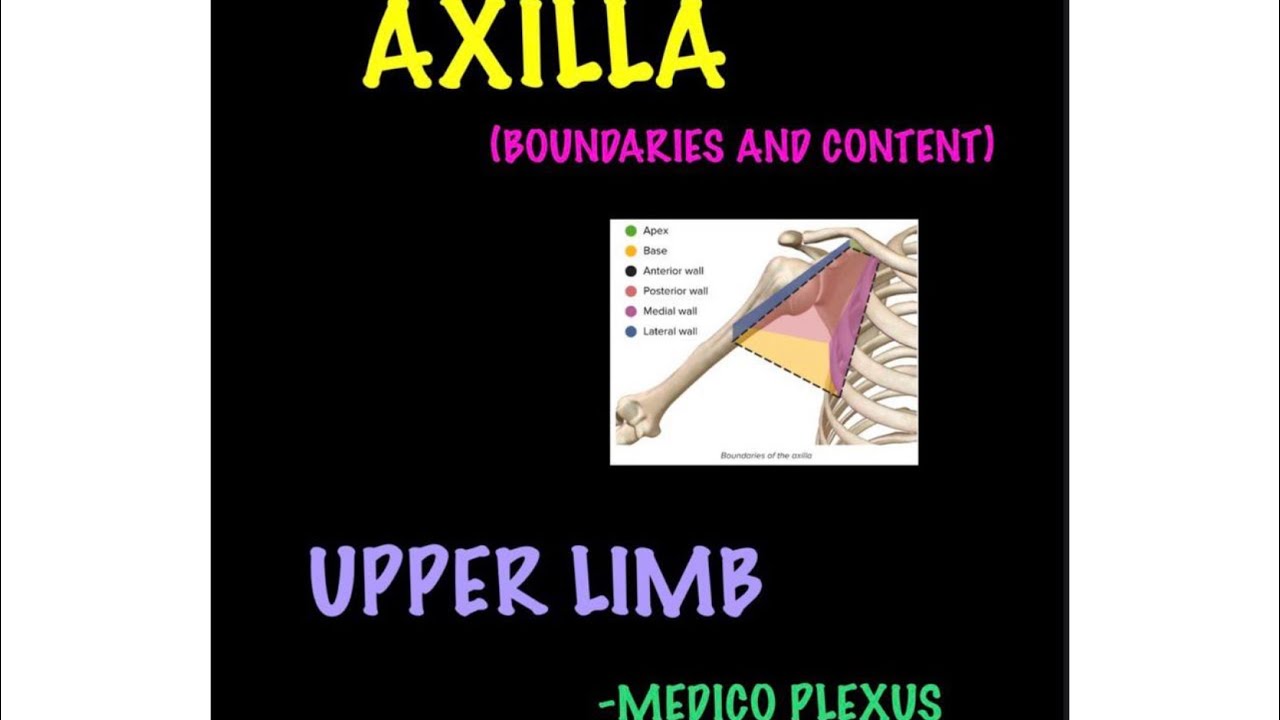 Axilla Anatomy Boundaries & Content 3D | Upper Limb | Anatomy - YouTube