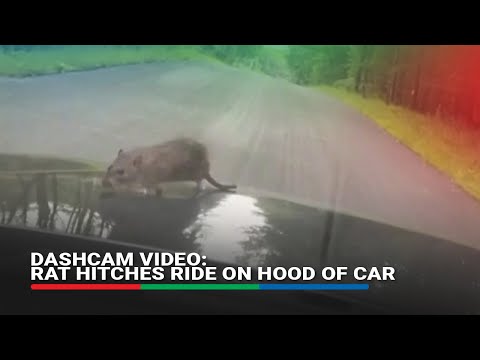 Dashcam video: Rat hitches ride on hood of car | ABS-CBN News