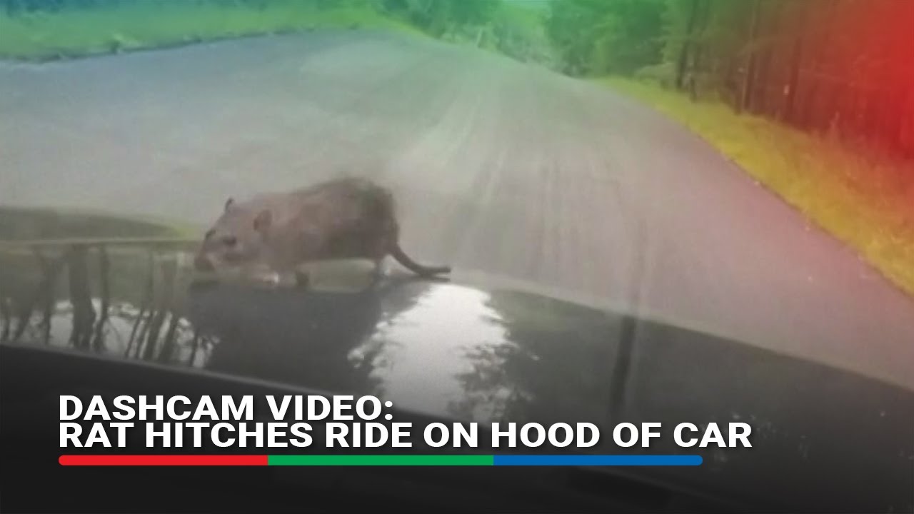 Dashcam video: Rat hitches ride on hood of car | ABS-CBN News - YouTube