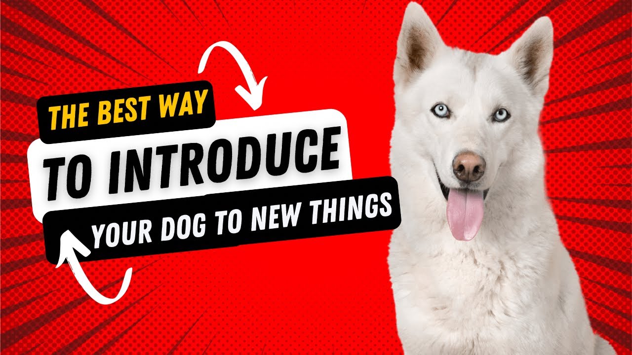 How to introduce your dog to new things! - YouTube