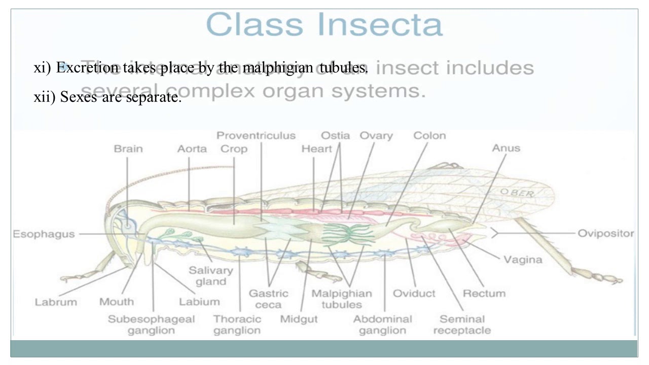 Importances of Class Insecta - YouTube