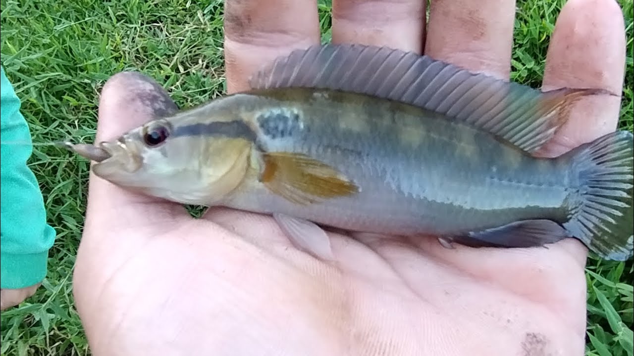 Primeiro peixe do Yuri.🐟Jacundá - YouTube