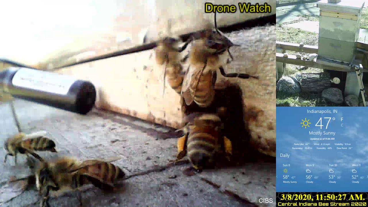 Sunday Bee Pollen CIBS 3/8/2020 - YouTube