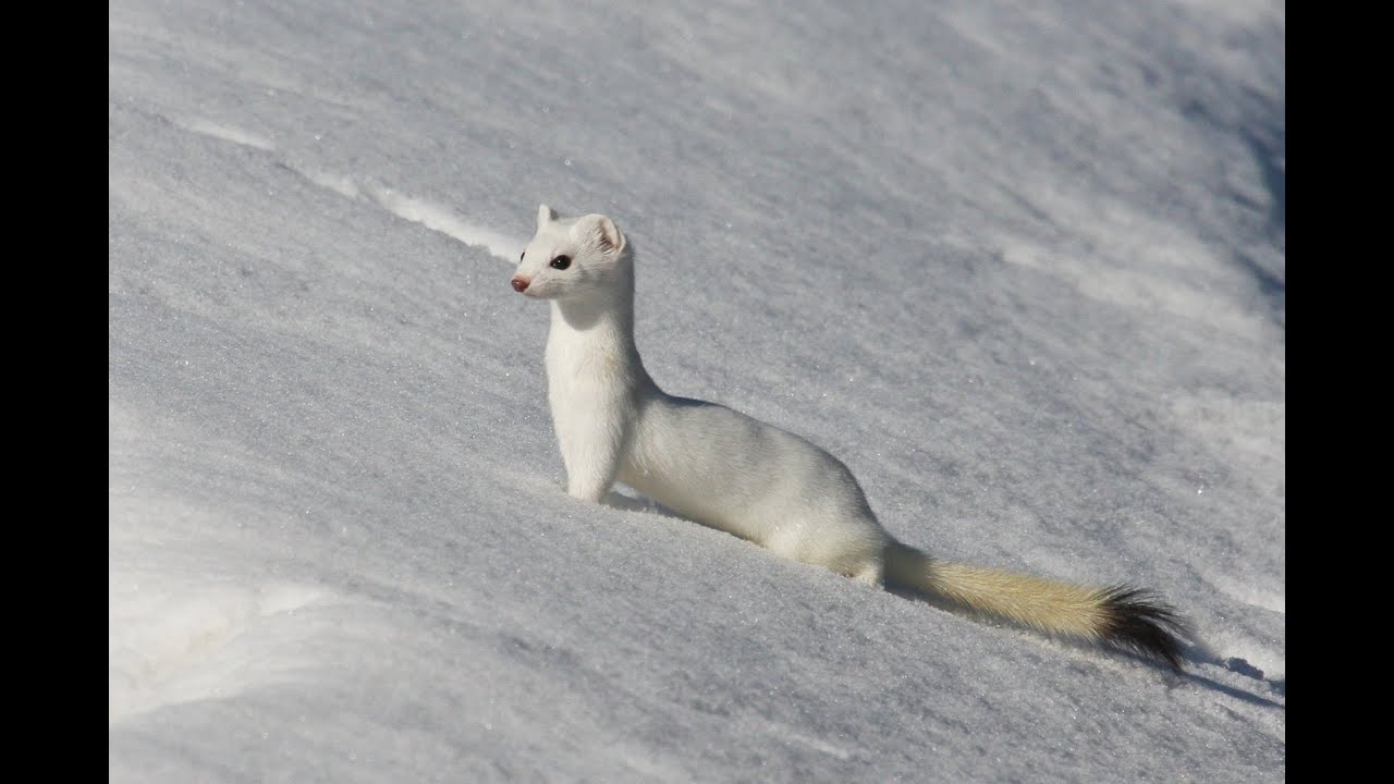 Røyskatt over veien / Weasel trying to cross the road... - YouTube