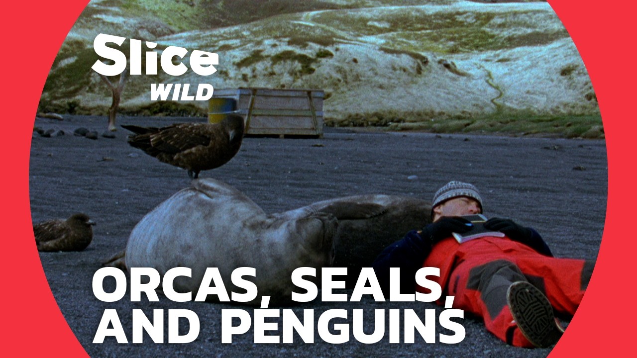 A man among orcas, seals and penguins | SLICE WILD - YouTube