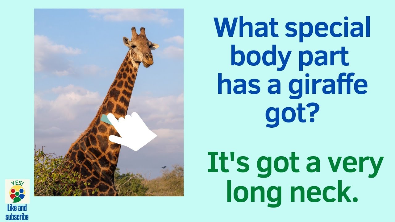 This is a giraffe. Animal Description. Level1. Can you describe a ...