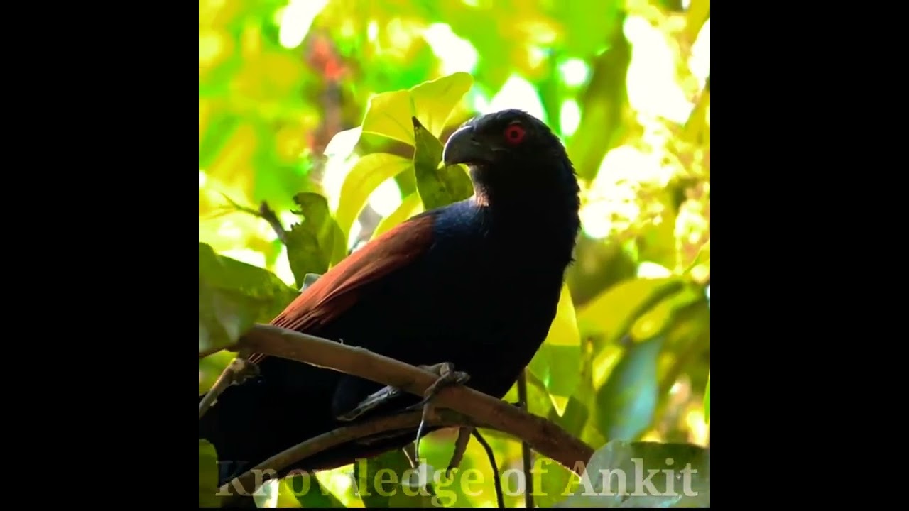 कोयल पक्षी | कोयल पक्षी की आवाज | koyal bird | koyal bird sound | Asian ...