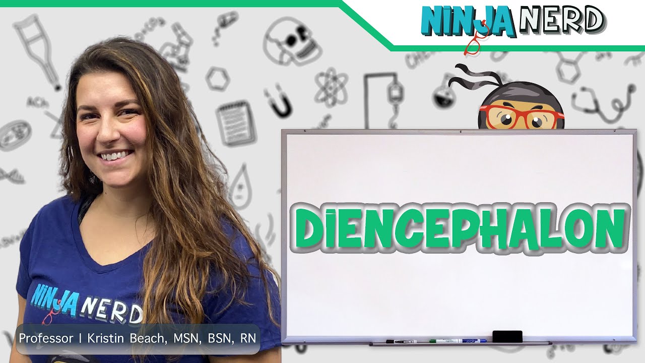 Diencephalon | Structure & Function - YouTube