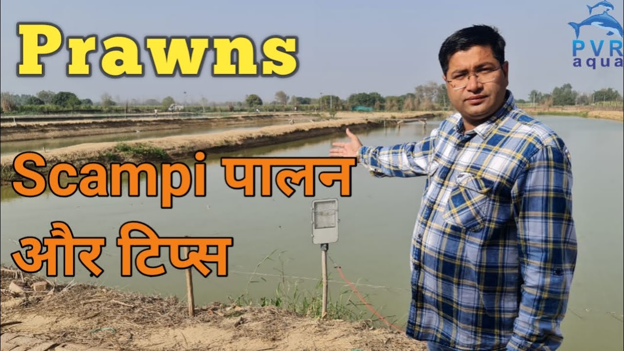 Prawn के बारे में जानकारी। Scampi Farming In India। PvrAqua - YouTube