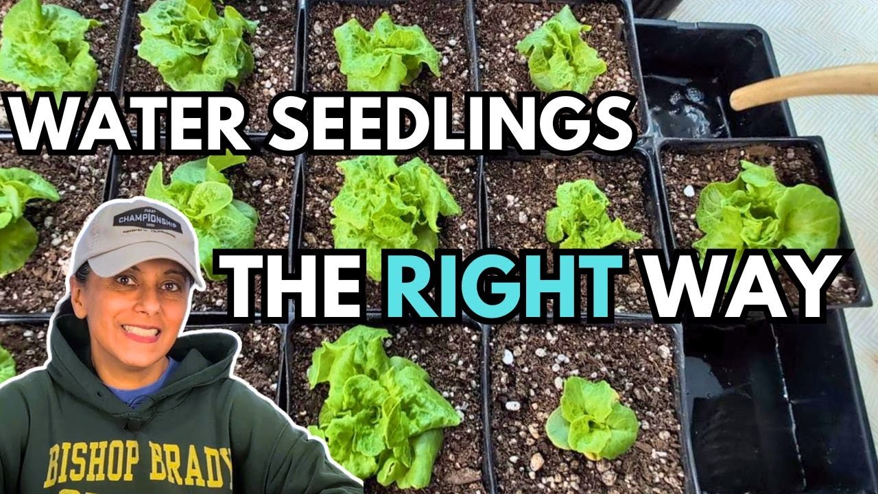 How To Water & Fertilize Seedlings | Seed Starting Tips | Bottom ...