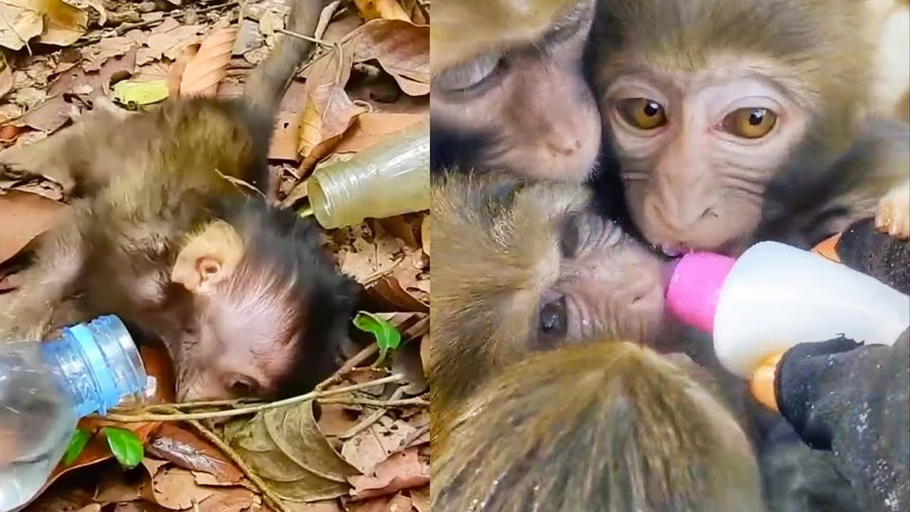 Baby monkey crying very loudly and scared, why does the mother monkey ...
