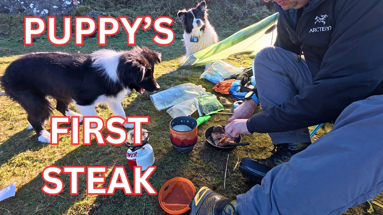 SOLO wild camp STEAK dinner cooked with my dogs part 5 - YouTube