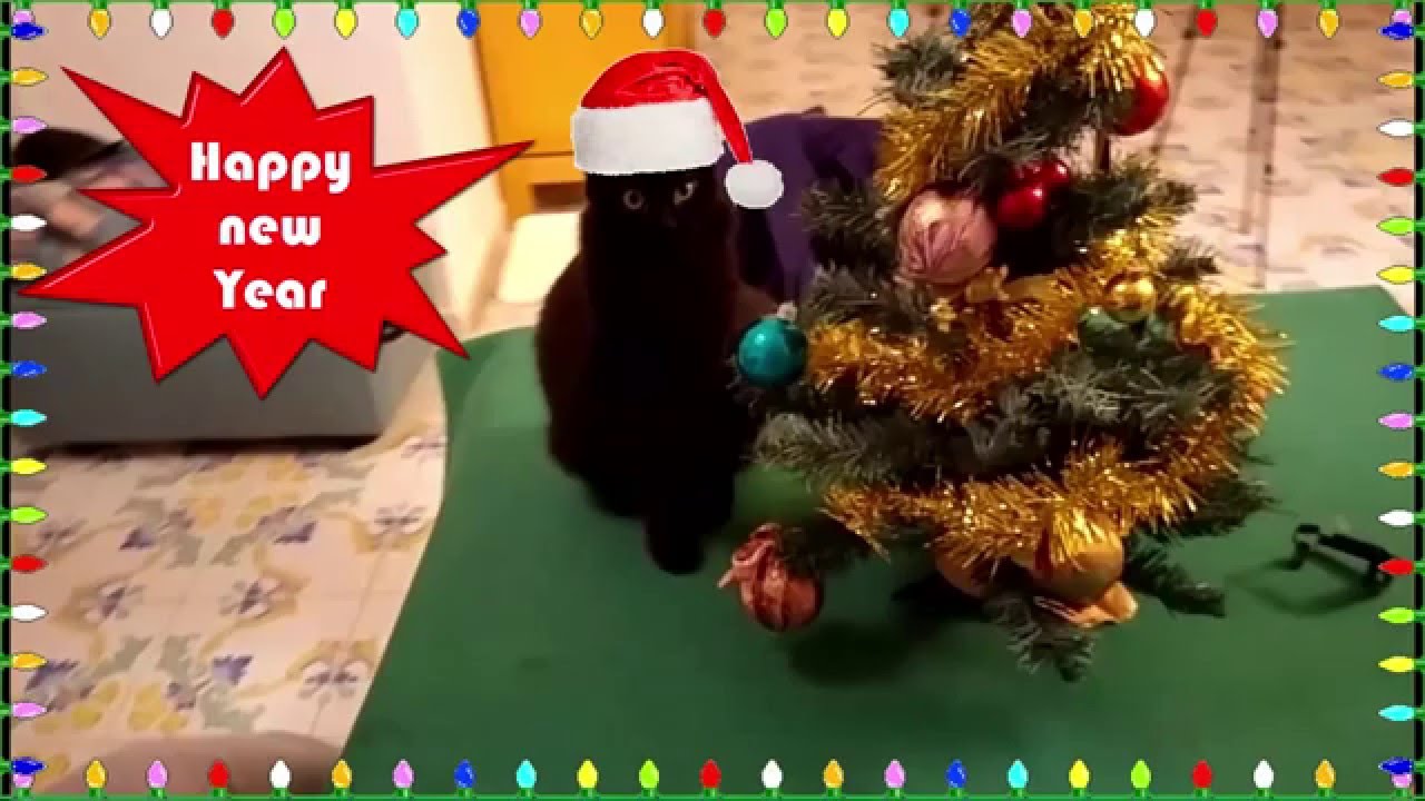 Jingle cat, funny cat playing jingle bells wishes merry Christmas ...