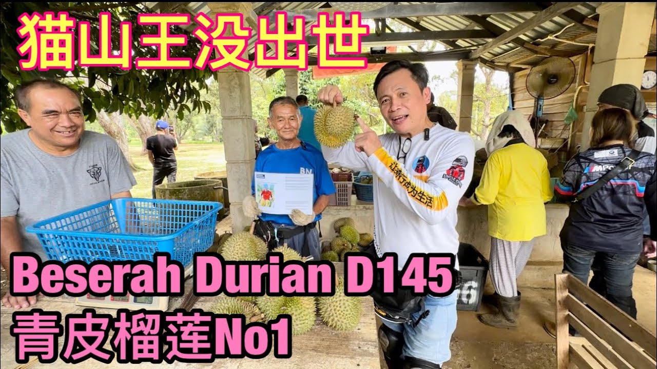 猫山王榴莲还没出世时青皮榴莲Beserah Durian D145排名第一好吃的，好吃过raja Kunyit榴莲D197. - YouTube