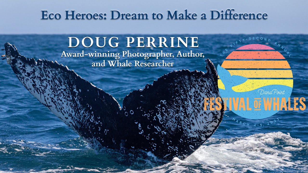 Doug Perrine: Award-Winning Photographer, Author, and Whale Researcher ...