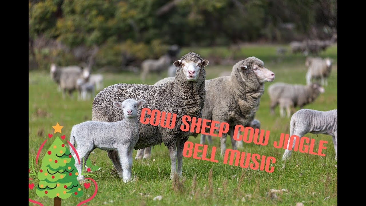 Sheep,Horse,Cow Jingle bell music - YouTube