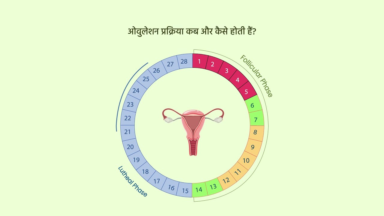 Ovulation Process Explained with Animation | ओवुलेशन प्रक्रिया कब और ...