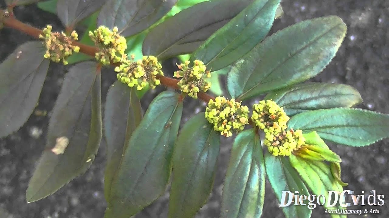 Euphorbia hirta L. Asthma-plant - Erva-de-santa-luzia (Euphorbiaceae ...