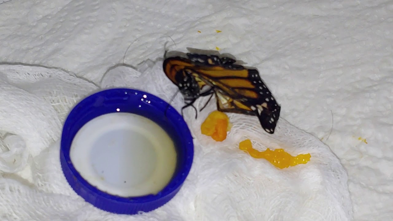 Saving Mariposa monarch butterflies. Angels monarch butterflies ...