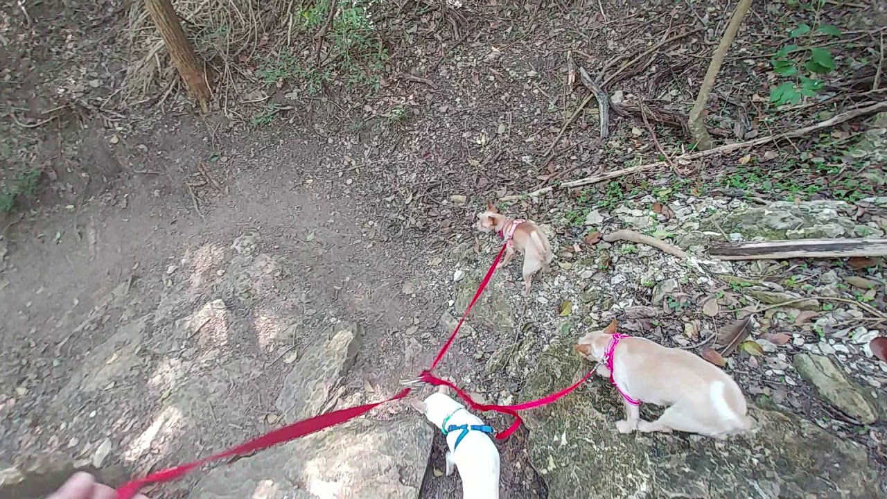 Dog Day Afternoon March 7th 2019 - YouTube
