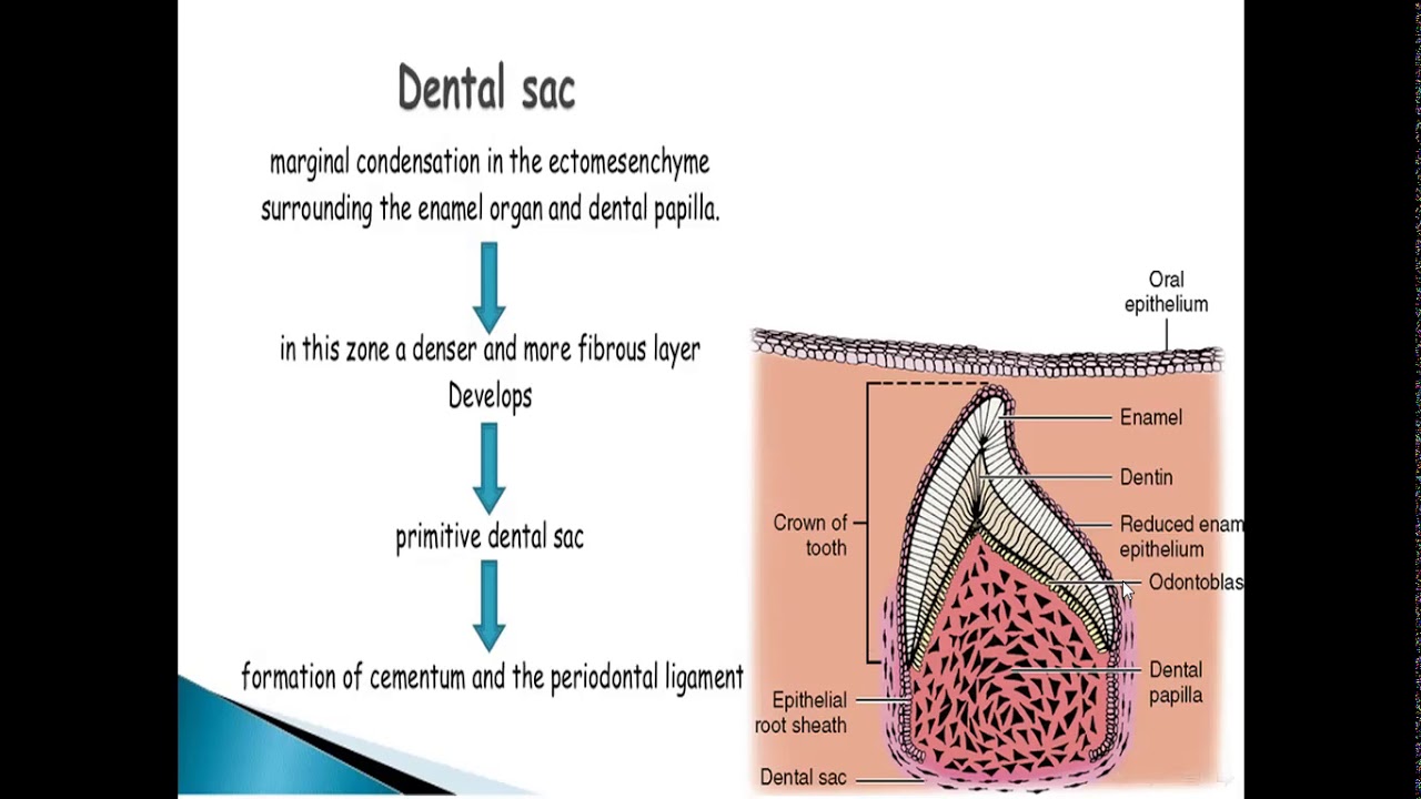 Stages of tooth development - YouTube