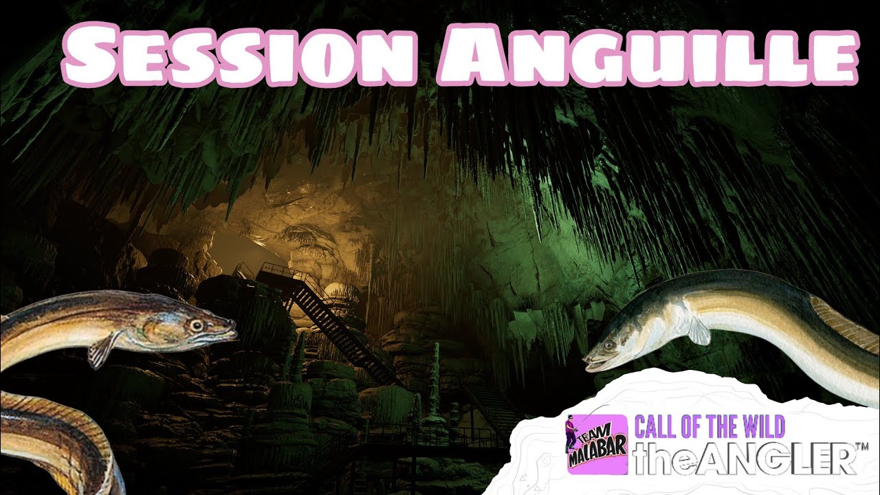 THE ANGLER COW Session Anguille Team Malabar - YouTube