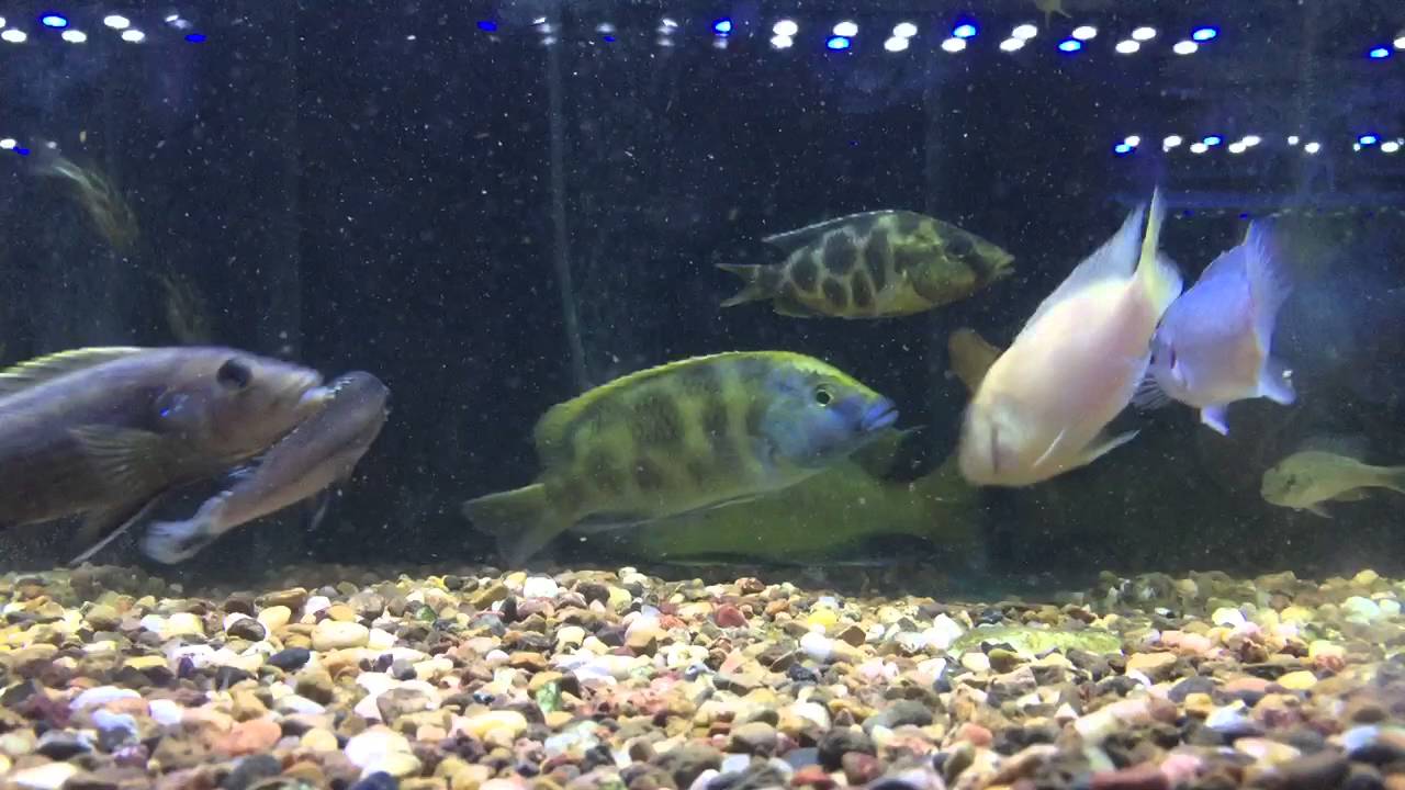 Actual footage of gay fish - YouTube