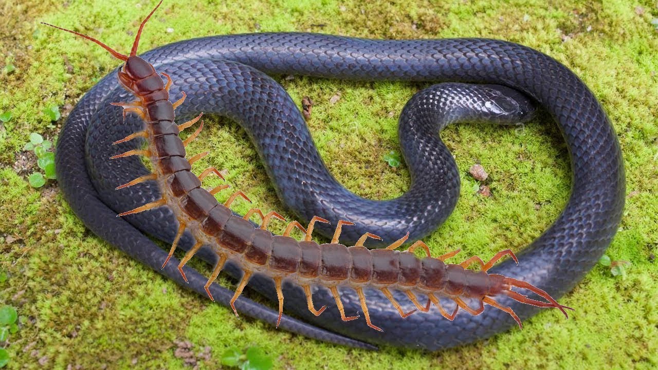 Giant Centipede vs Snake Epic Battle | Battle between reptiles ...