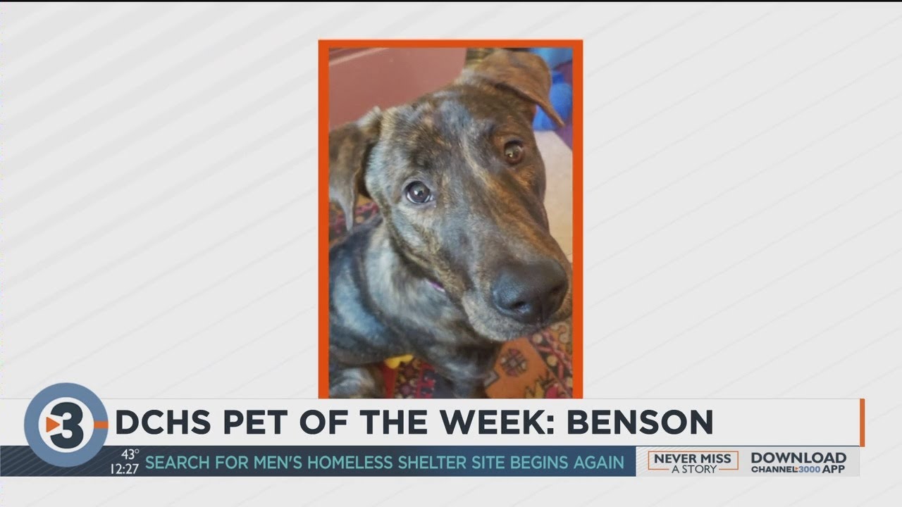 Meet the Pet of the Week: Benson - YouTube