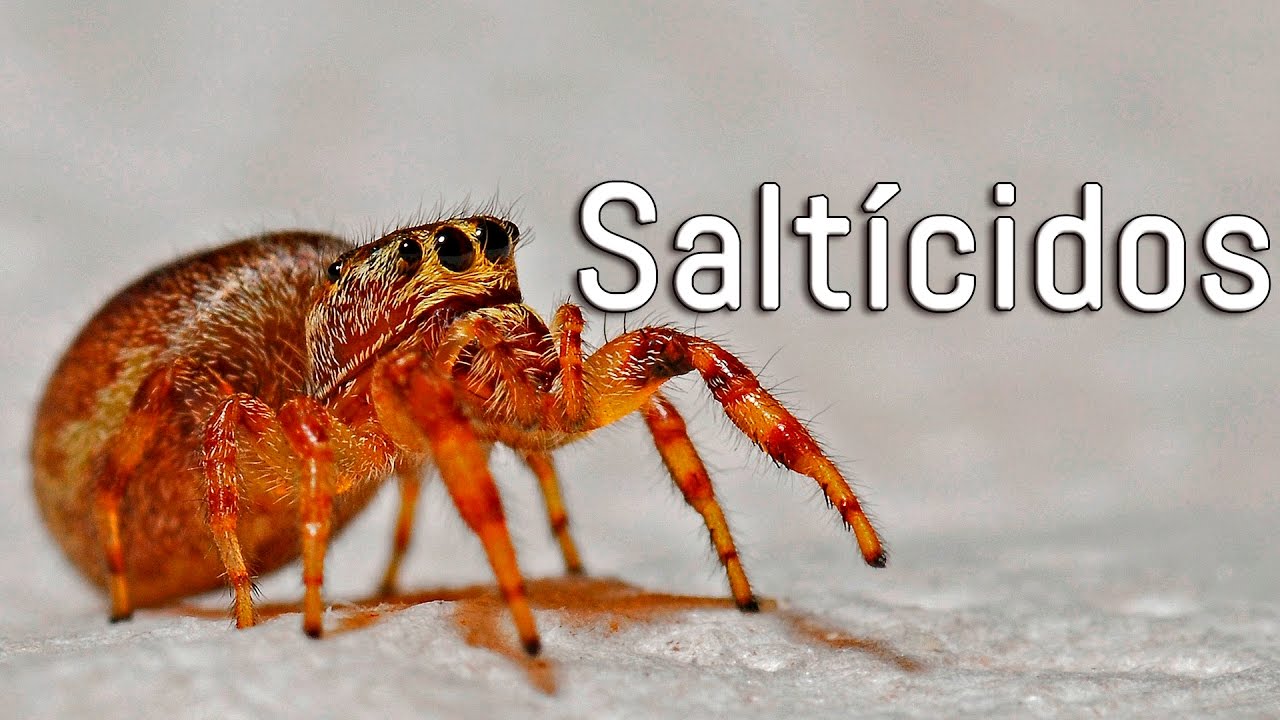 ¿Qué son los Saltícidos? | Documentales | Hidden Nature - YouTube