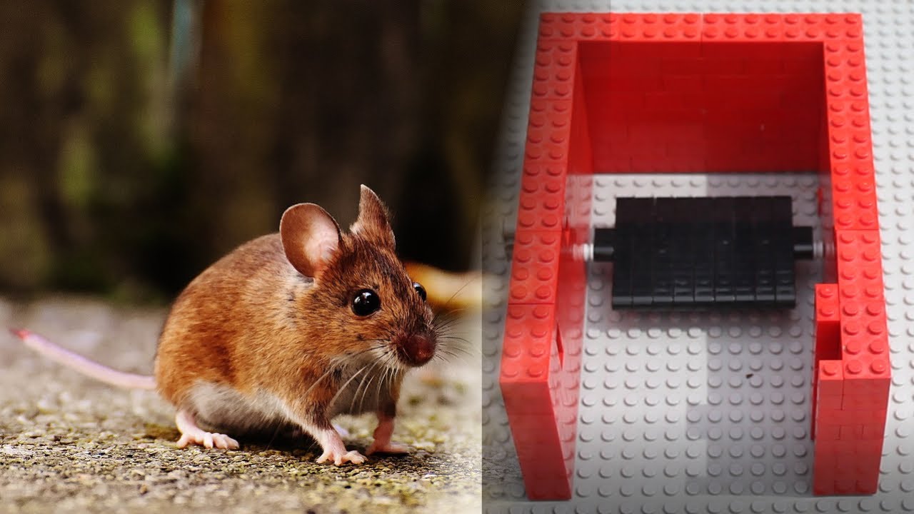 Mouse Vs Lego Trap - YouTube
