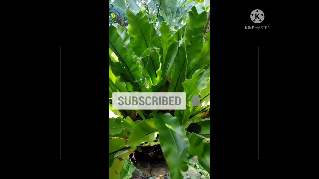 Manalo Flower ️ - YouTube