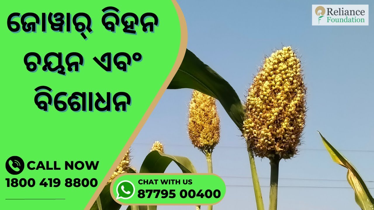 ଜୋୱାର୍ ବିହନ ଚୟନ ଏବଂ ବିଶୋଧନ | Varietal Selection and Seed Treatment for ...