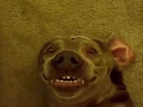 Animals Farting Try Not to Laugh Challenge - YouTube