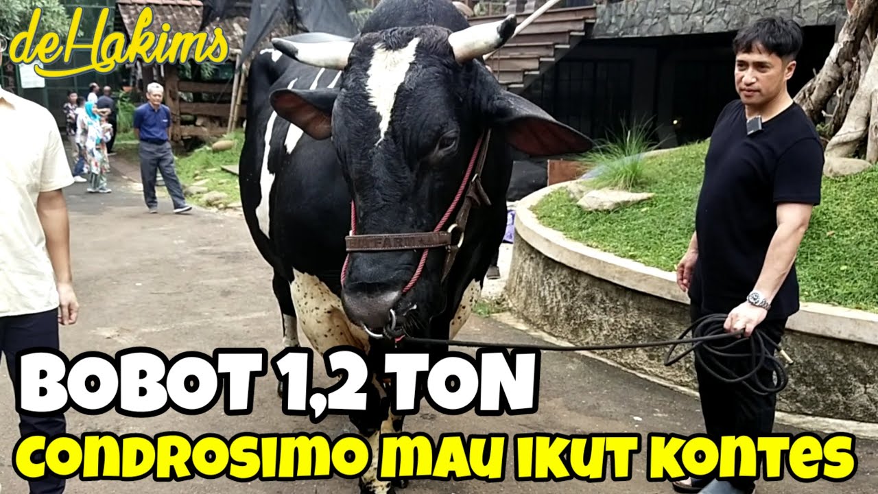 INI DIA.‼️ SAPI IRFAN HAKIM YANG MAU IKUT KONTES DI JAKARTA. CONDROSIMO ...