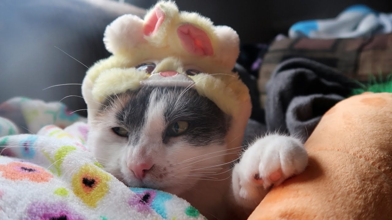 A grumpy looking easter bunny - YouTube